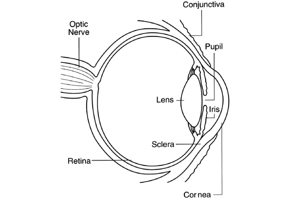 Anatomy and Physiology of Lens